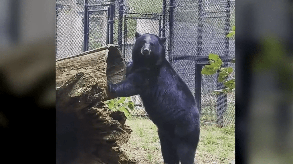 Bear fatally shot after escape, attack on Florida zookeeper – WSVN ...