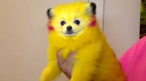 dyed dog