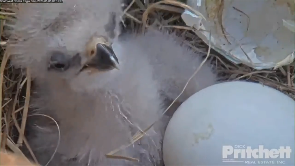 First eaglet egg from famed bald eagle couple in Fort Myers hatches ...