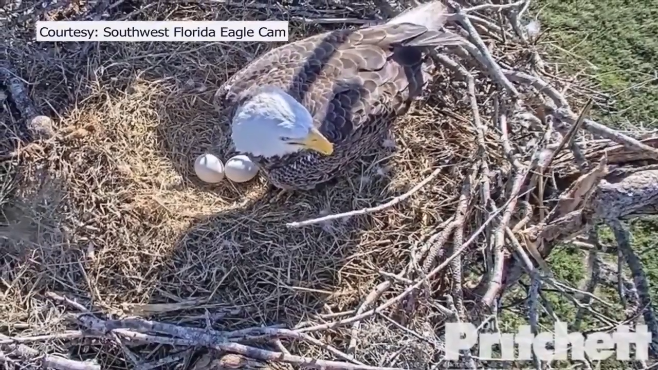 Watchers eagerly await hatching of 2 eaglet eggs in Fort Myers - WSVN ...