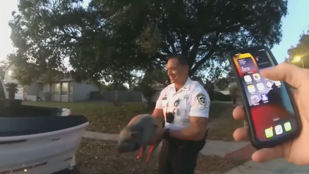 Hillsborough County deputies capture pig on the loose, return it to ...