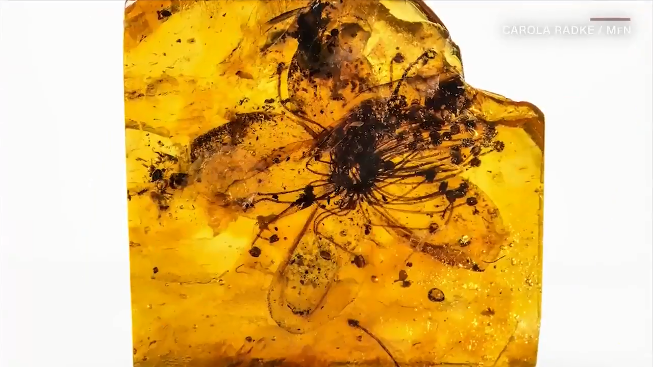 Unusually large fossilized flower preserved in amber identified - WSVN ...