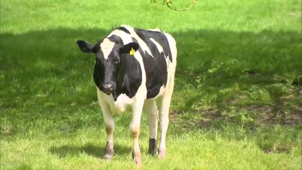 Bill Gates backs start-up tackling cow burps and farts – WSVN 7News ...