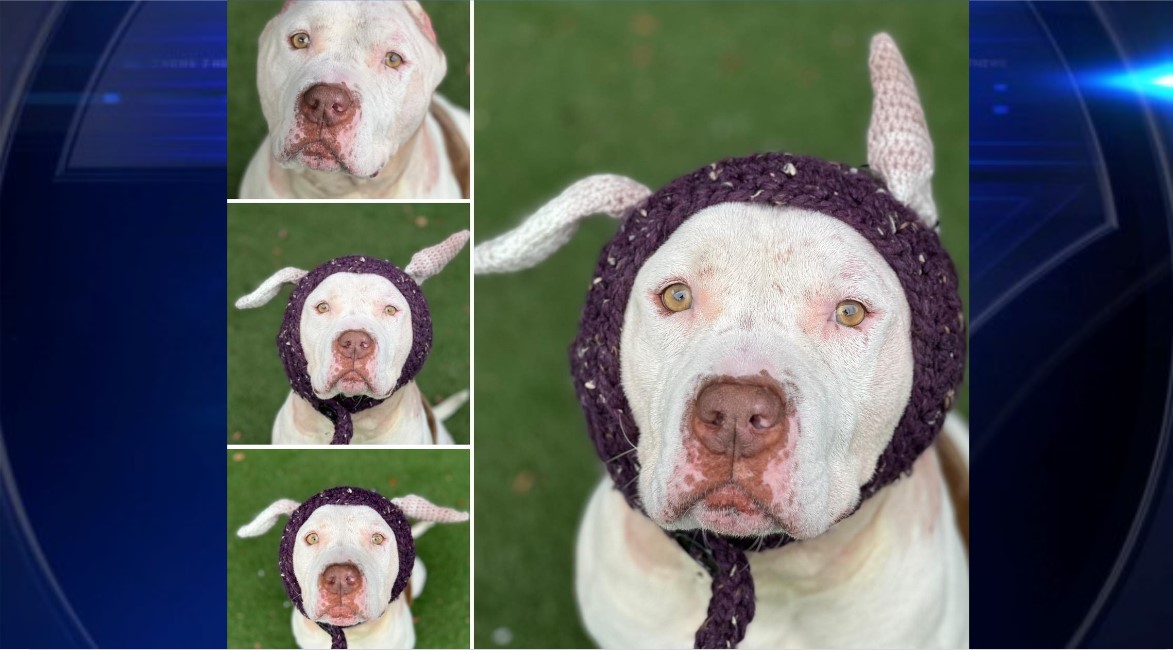 Vet tech crochets ‘ears’ for Willy Wonka, injured dog brought into ...