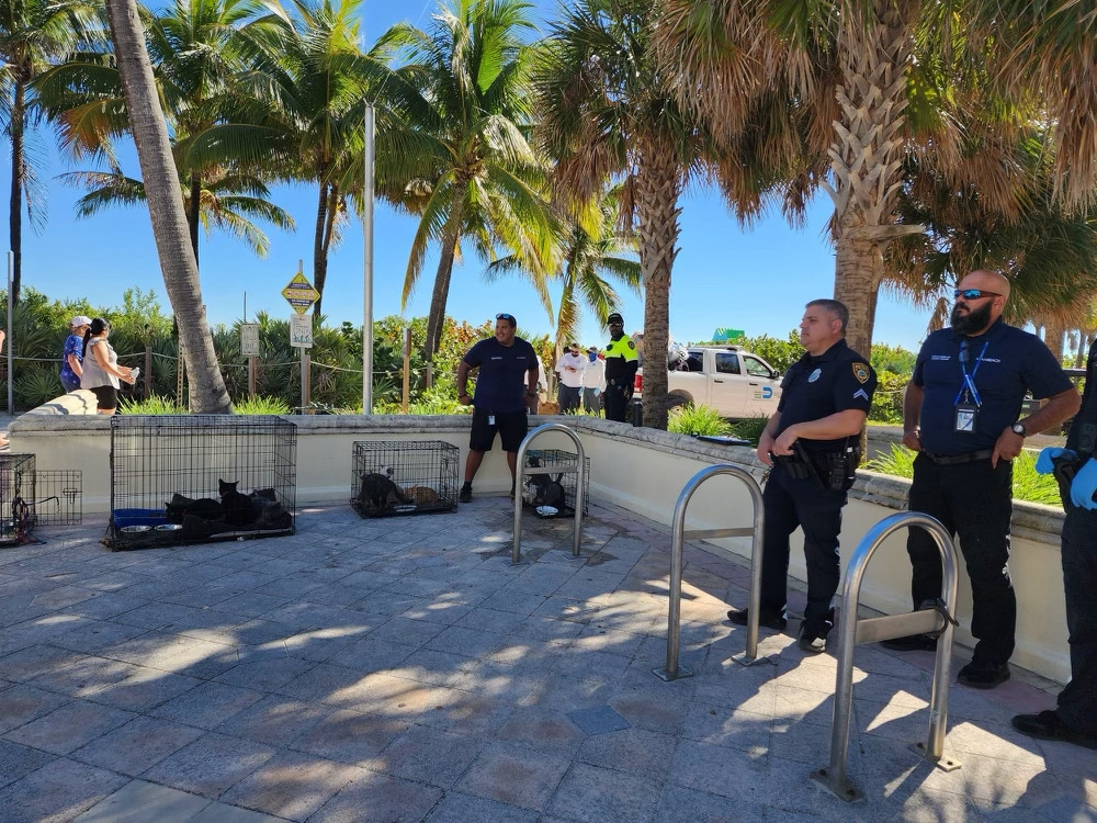 12 cats found dumped in cages behind dunes near Miami Beach boardwalk ...