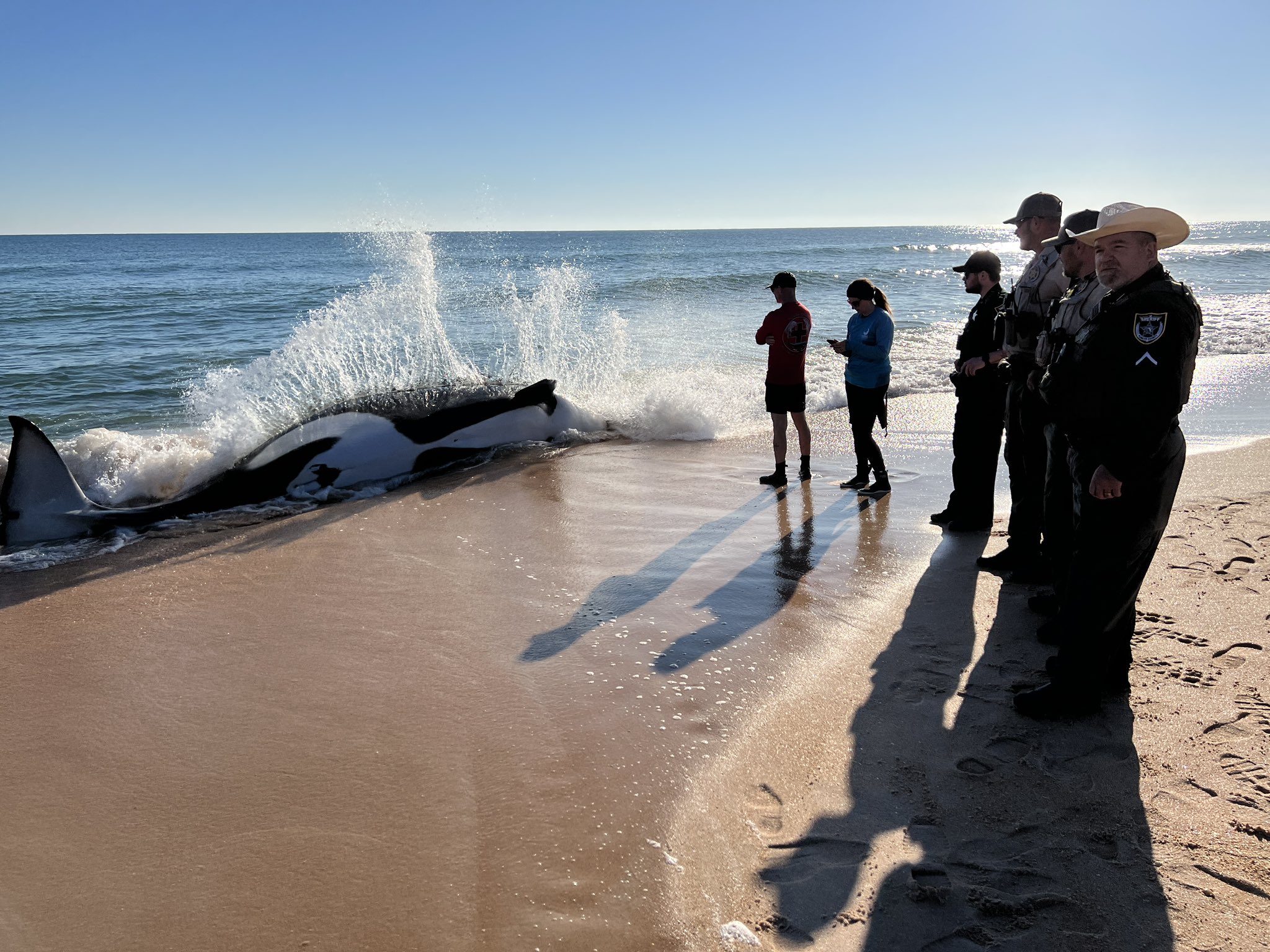 Killer whale dies after beaching itself on Florida coast - WSVN 7News ...