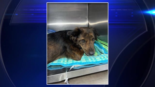 Dog found with gash, old gunshot wound in NW Miami-Dade expected to ...
