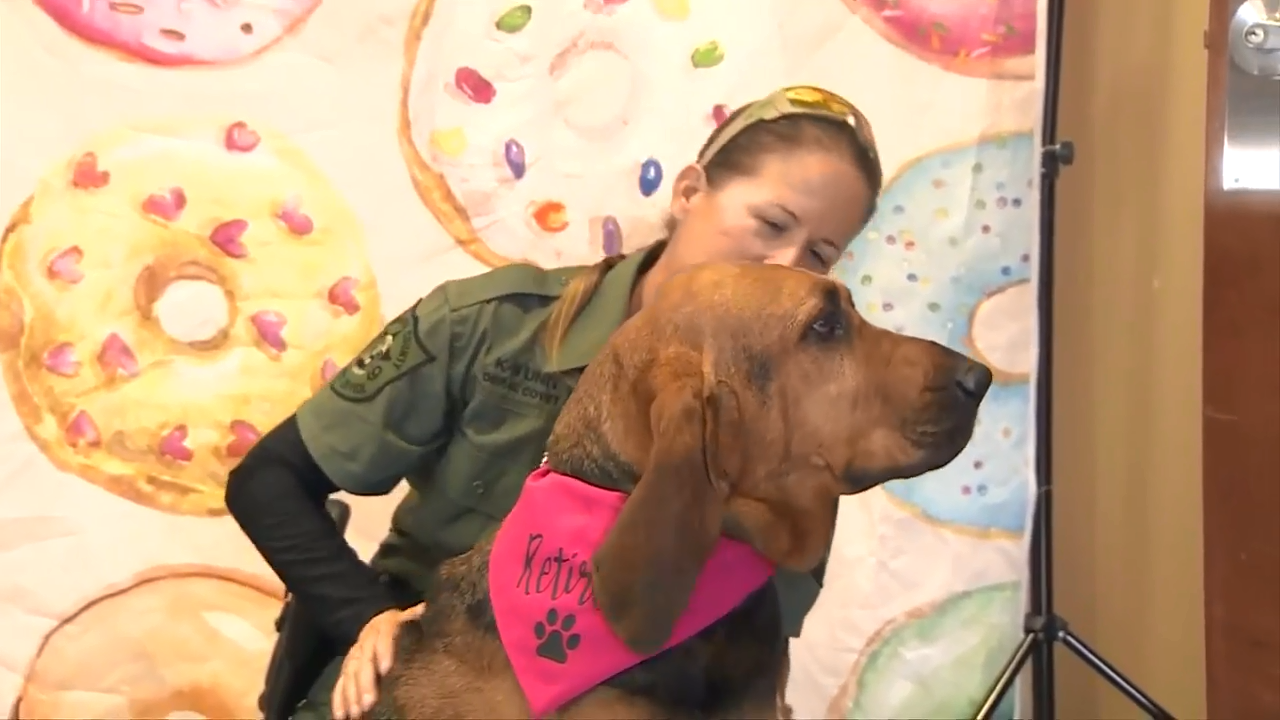 Broward Sheriff’s Office K-9 Macie retiring - WSVN 7News | Miami News ...