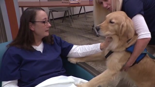 Golden retriever begins training as therapy dog at Memorial Regional ...