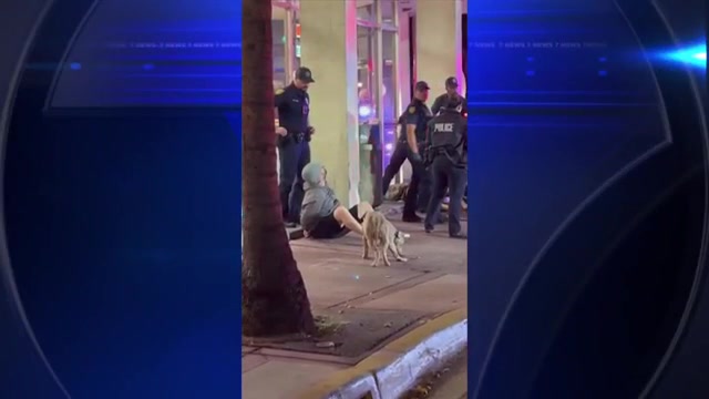 Woman, 2 dogs injured after dogfight in South Beach leads to shooting ...
