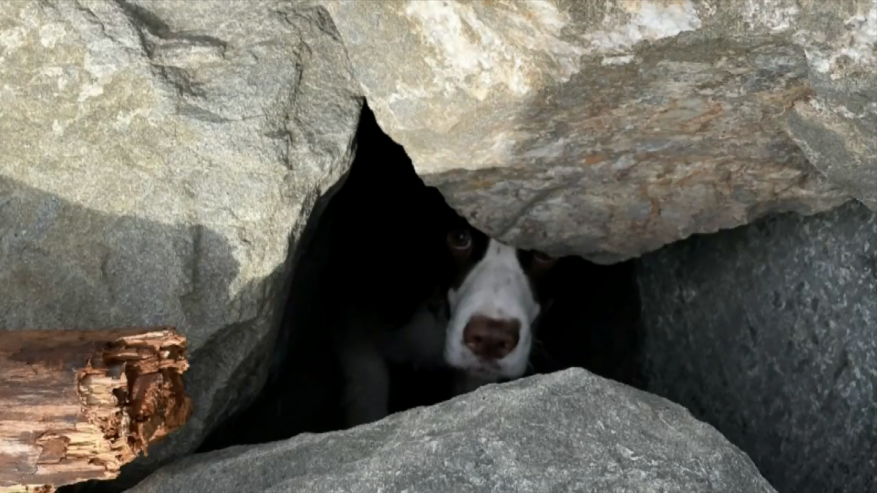 Man rescues dog trapped under rock pile in San Francisco beach - WSVN ...