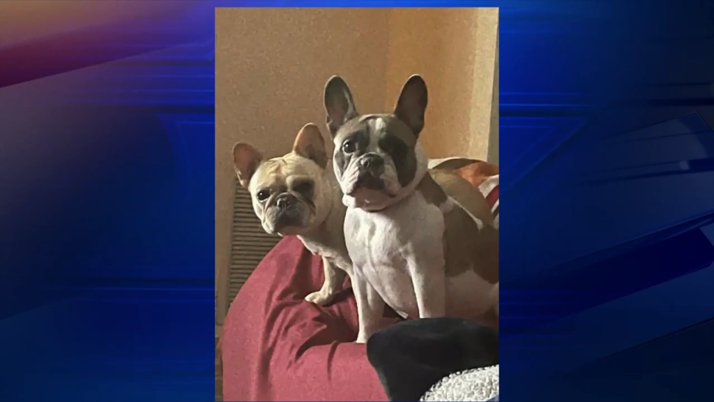 Surveillance video shows 2 French bulldogs struck and killed by hit-and ...