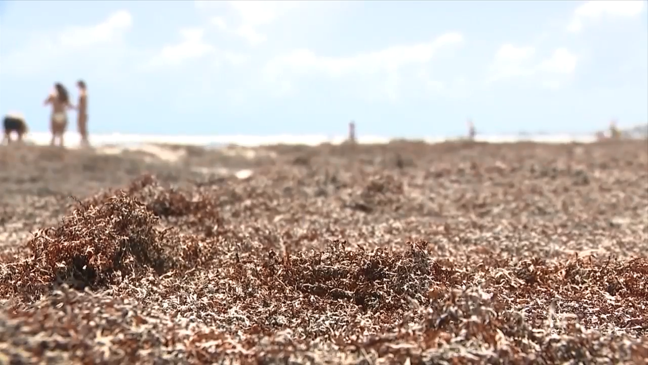 Large buildup of seaweed heading to Florida beaches - WSVN 7News ...