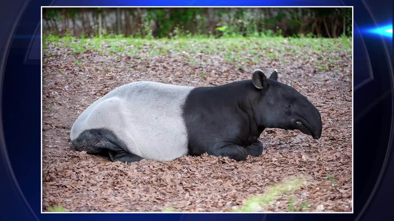 Tapir recaptured after leaving its exhibit at Zoo Miami - WSVN 7News ...