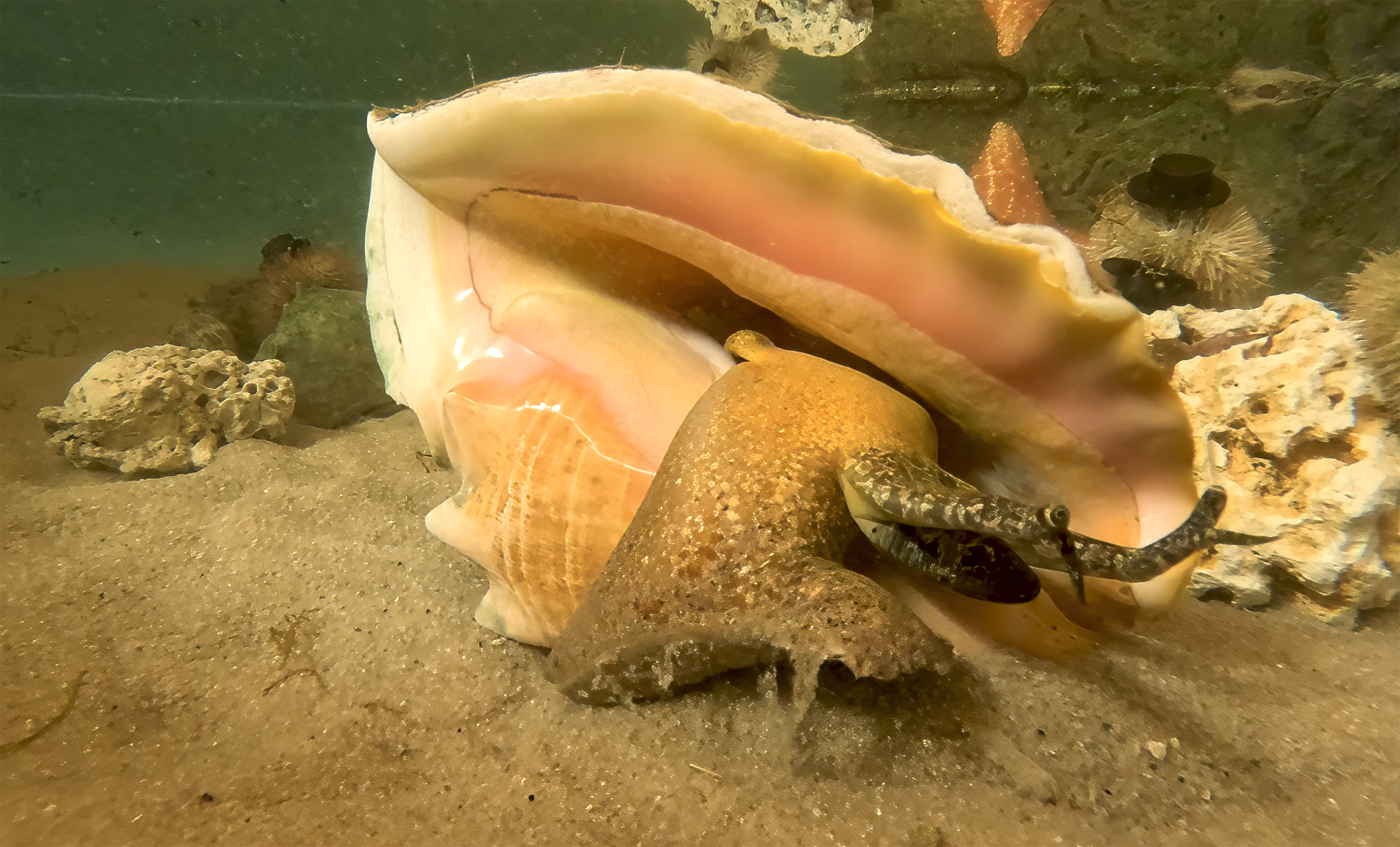 Florida Keys groundhog conch concurs with Punxsutawney Phil - WSVN ...