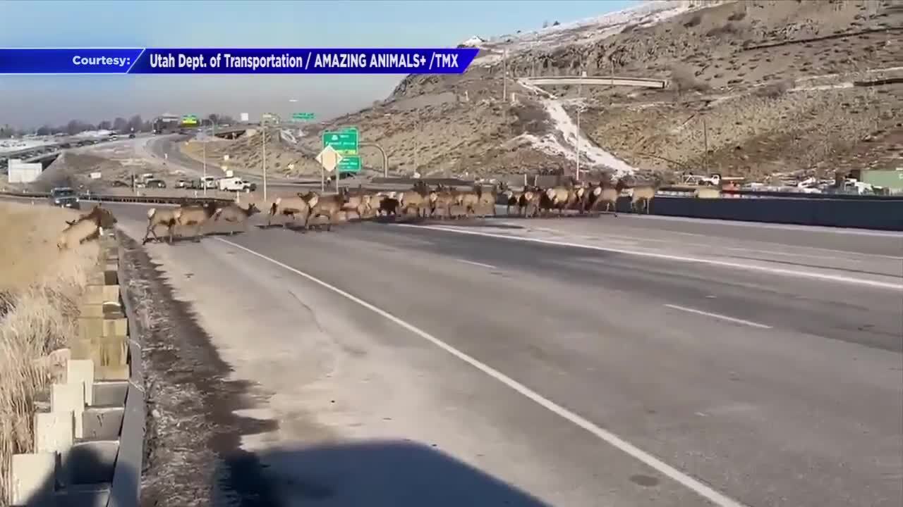 Utah officers shut down traffic on highway helping elks cross - WSVN ...