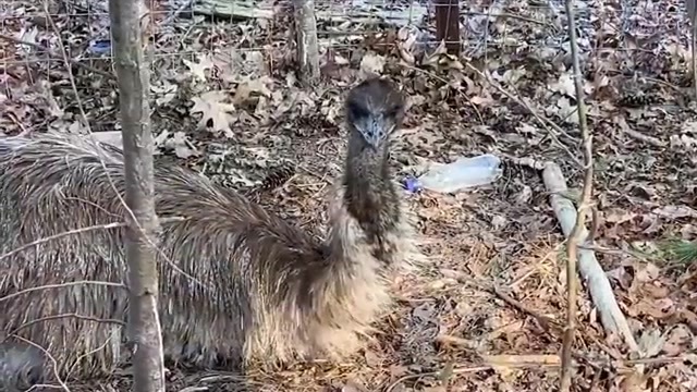Emu escape: Flightless giant gets loose in Massachusetts - WSVN 7News ...