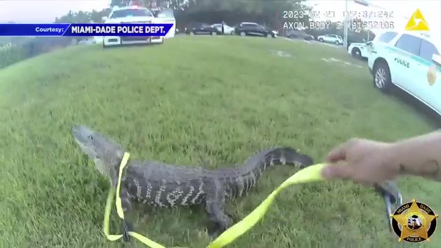 Bodycam video shows MDPD officer wrangling, restraining gator in SW ...