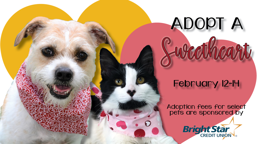 Find your Valentine at Humane Society of Broward County’s annual ‘Adopt ...