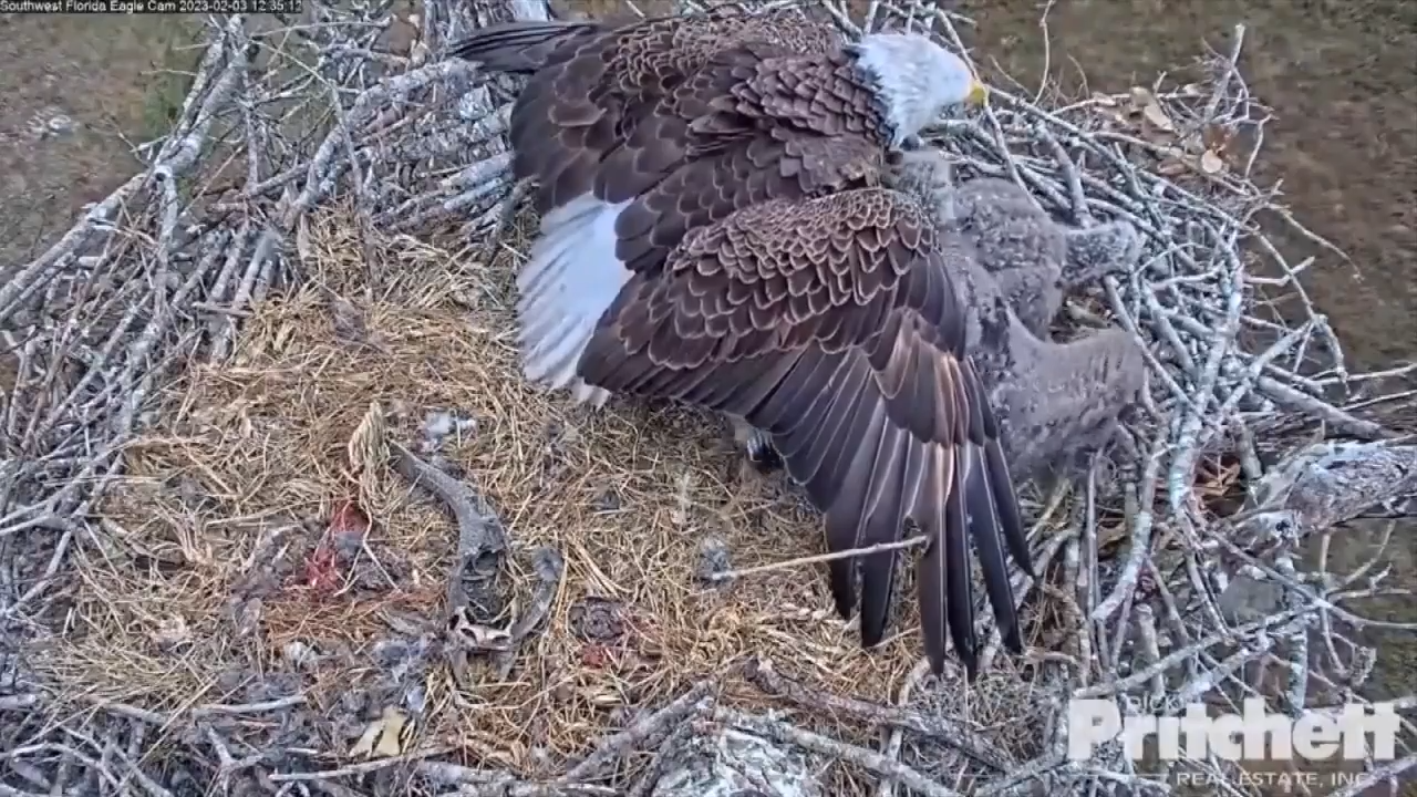 Eaglets in Fort Myers at risk as M-15 continues to protect nest from ...