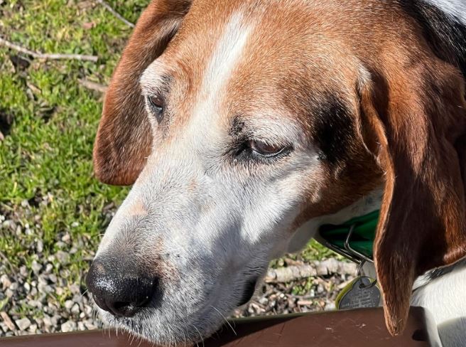 ‘Never give up’ After 7 years at the animal shelter, hound dog finds ...
