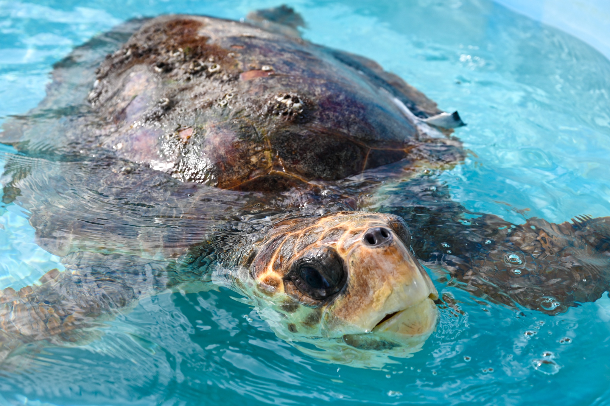 Loggerhead Sea Turtles Swimming