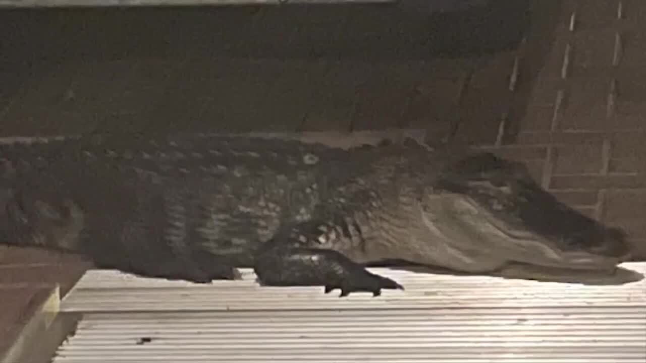 Alligator euthanized after lunging at Florida man outside home in ...