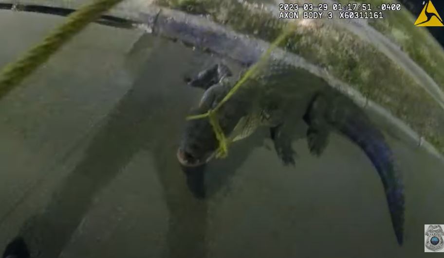 Officers ‘arrest’ alligator walking near Tampa Bay stadium - WSVN 7News ...