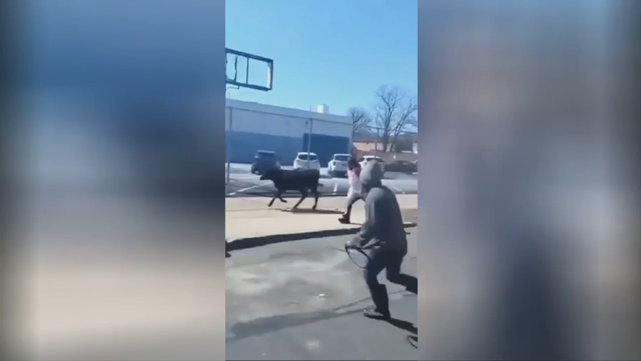 Animal sanctuary rescues cow after escaping slaughterhouse - WSVN 7News ...