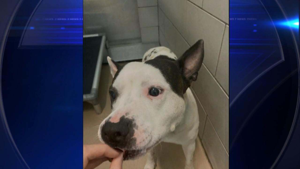 Good Samaritans rescue dog running across highway in Tennessee - WSVN ...