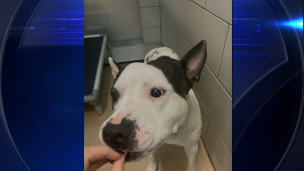 News – Page 4 – WSVN 7News | Miami News, Weather, Sports | Fort Lauderdale