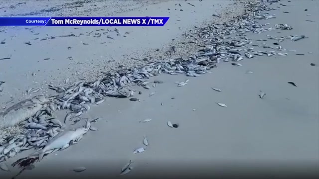 Red tide caused thousands of dead fish to wash up on Florida’s southwest coast, experts say ...
