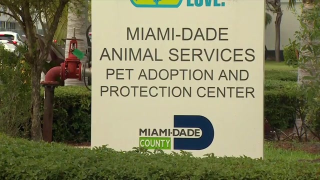 Miami-Dade Animal Services urges adoptions, fostering amid strep zoo ...