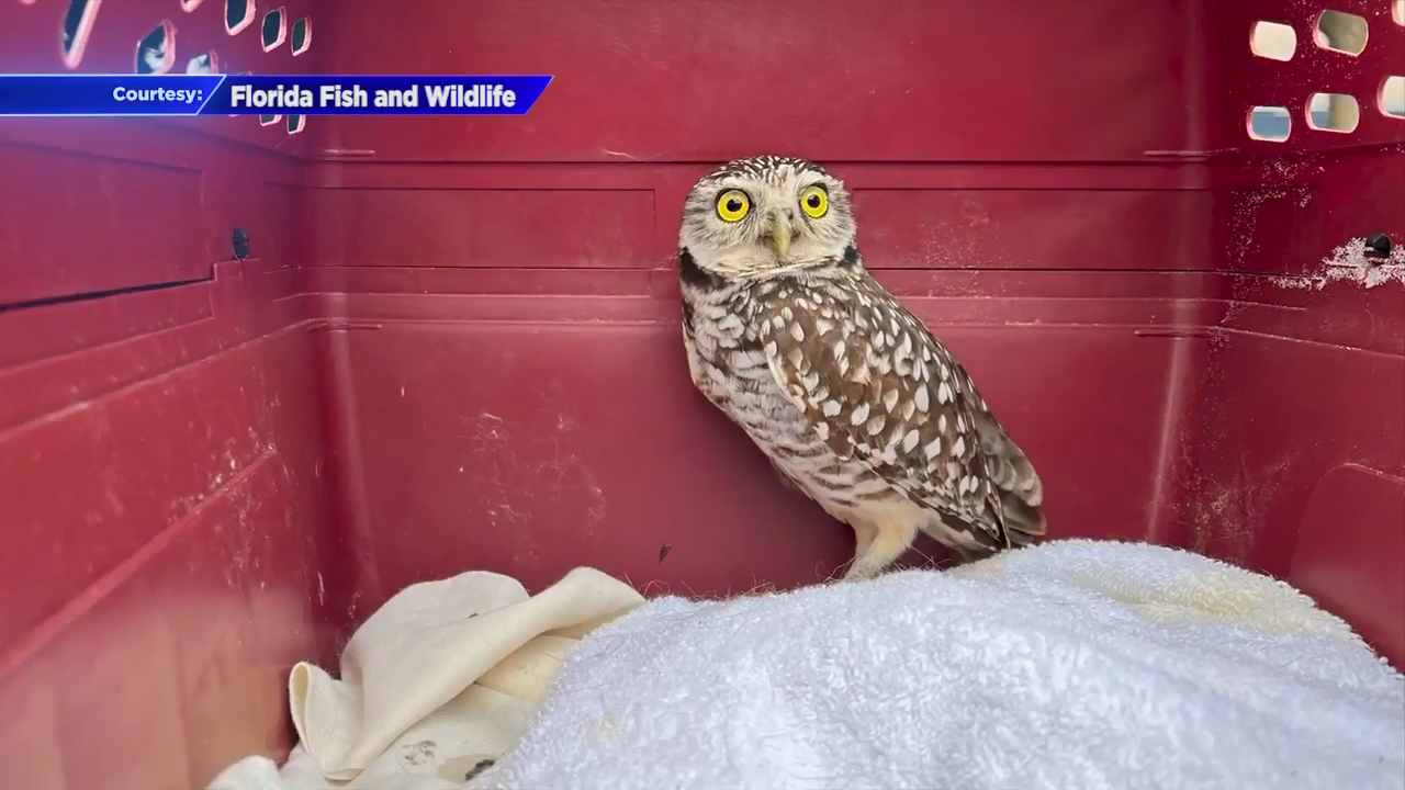 Florida Fish and Wildlife Conservation Commission rescue owl from Royal Caribbean cruise ship ...