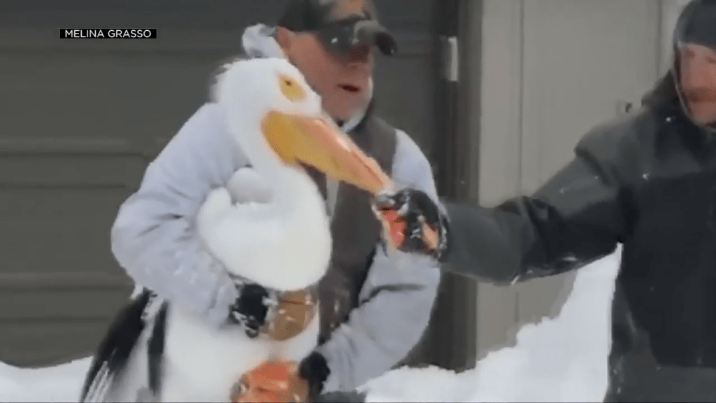 Sacramento residents rescue pelican stuck in snow – WSVN 7News | Miami ...