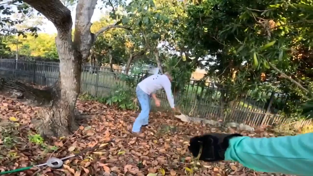 Pesky Critters wrangles alligator found in SW Miami-Dade backyard ...