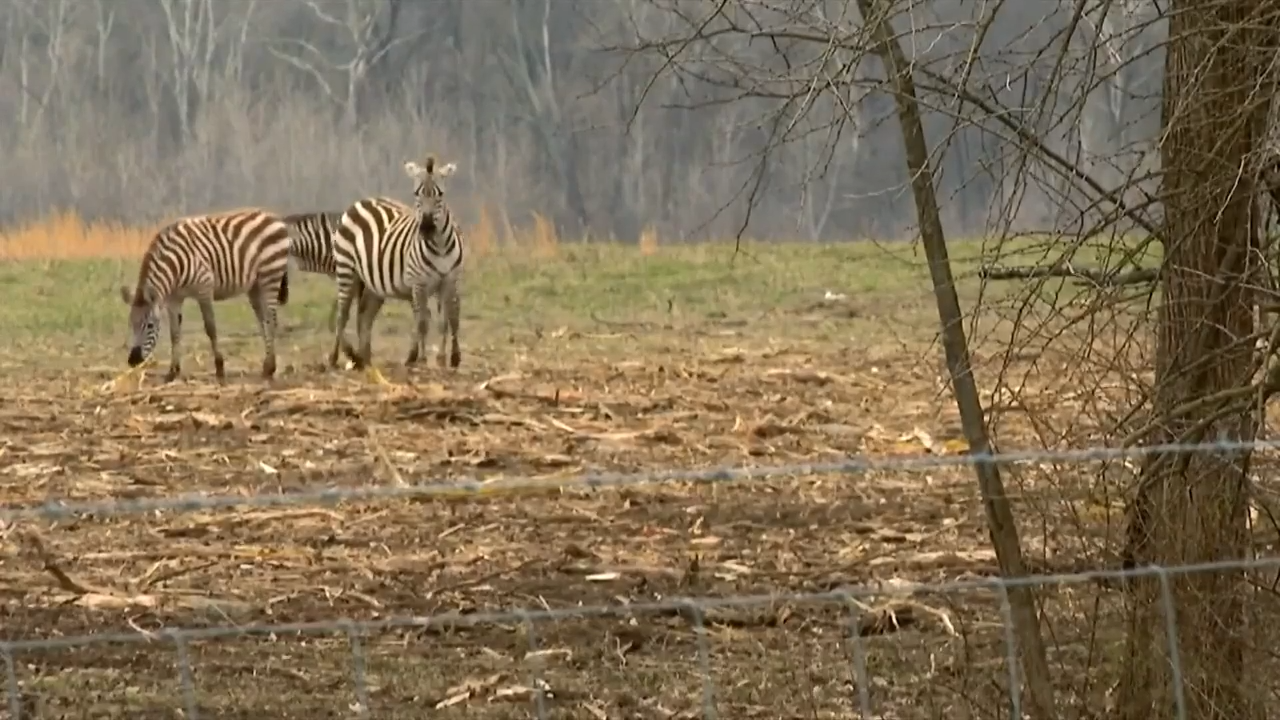 Zebra attacks Ohio man before killed by a deputy - WSVN 7News | Miami ...