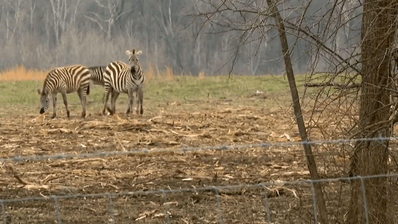 Zebra attacks Ohio man before killed by a deputy - WSVN 7News | Miami ...