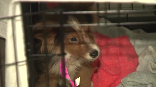 Dozens of dogs rescued from Dania Beach home recovering at Broward ...