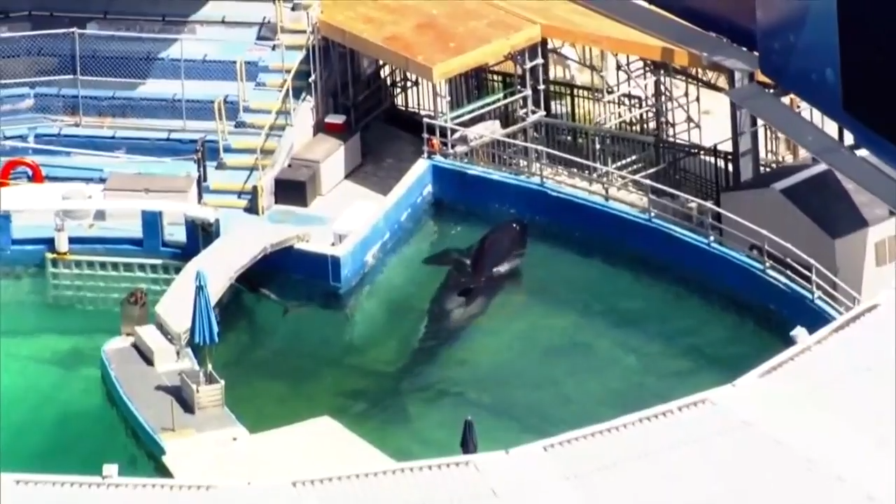 Miami Seaquarium Orca Lolita could be released to sanctuary - WSVN ...