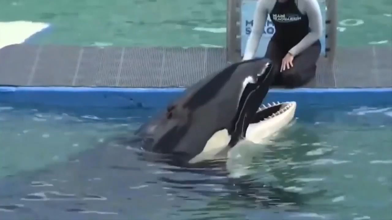 52 years after capture, orca Lolita may return to Pacific - WSVN 7News ...