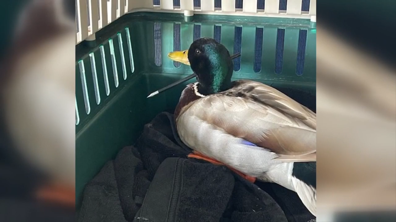 Mallard duck recovering after being shot with arrow in Southern ...
