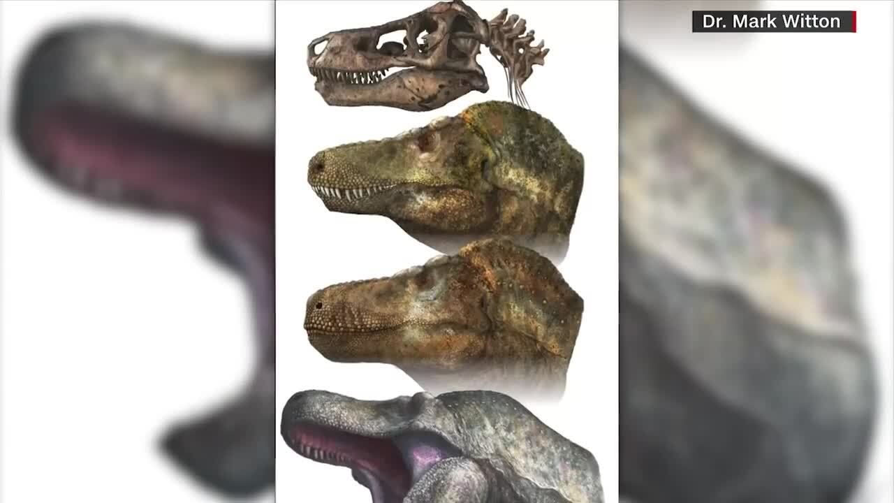 New study finds T-rex may have had lips covering teeth - WSVN 7News | Miami News, Weather ...