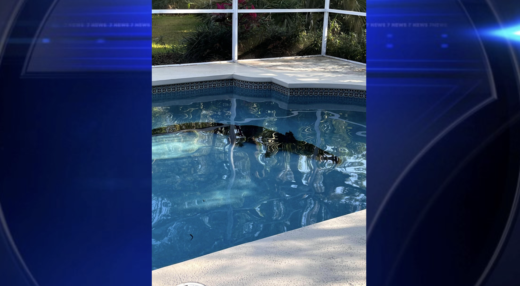 Florida wildlife officials called after alligator discovered in ...
