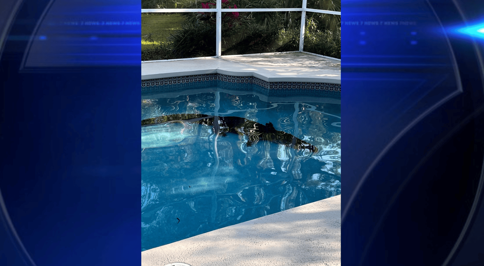 Florida wildlife officials called after alligator discovered in ...