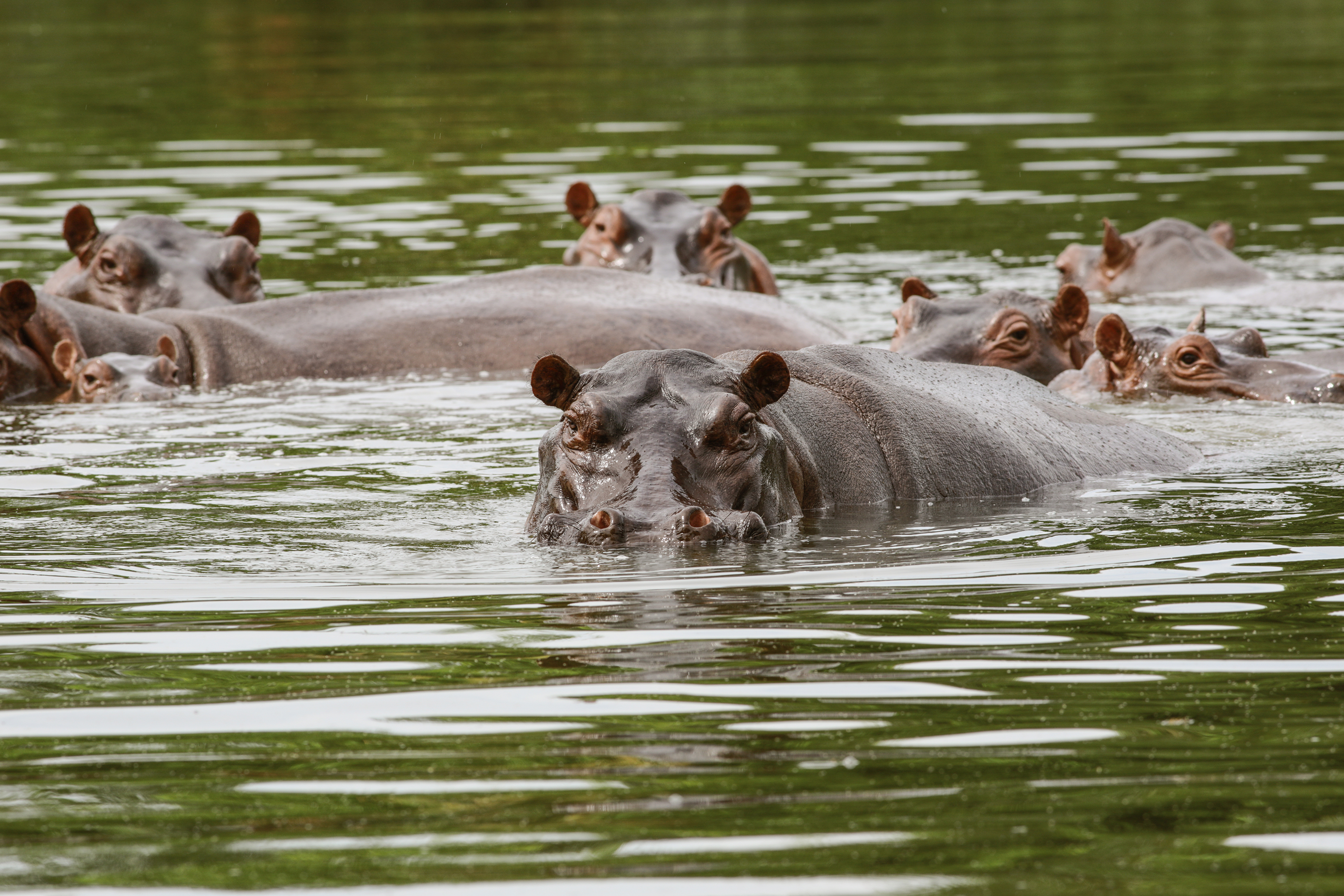 Relocating 70 of Pablo Escobar’s ‘cocaine hippos’ to cost around $3.5 ...
