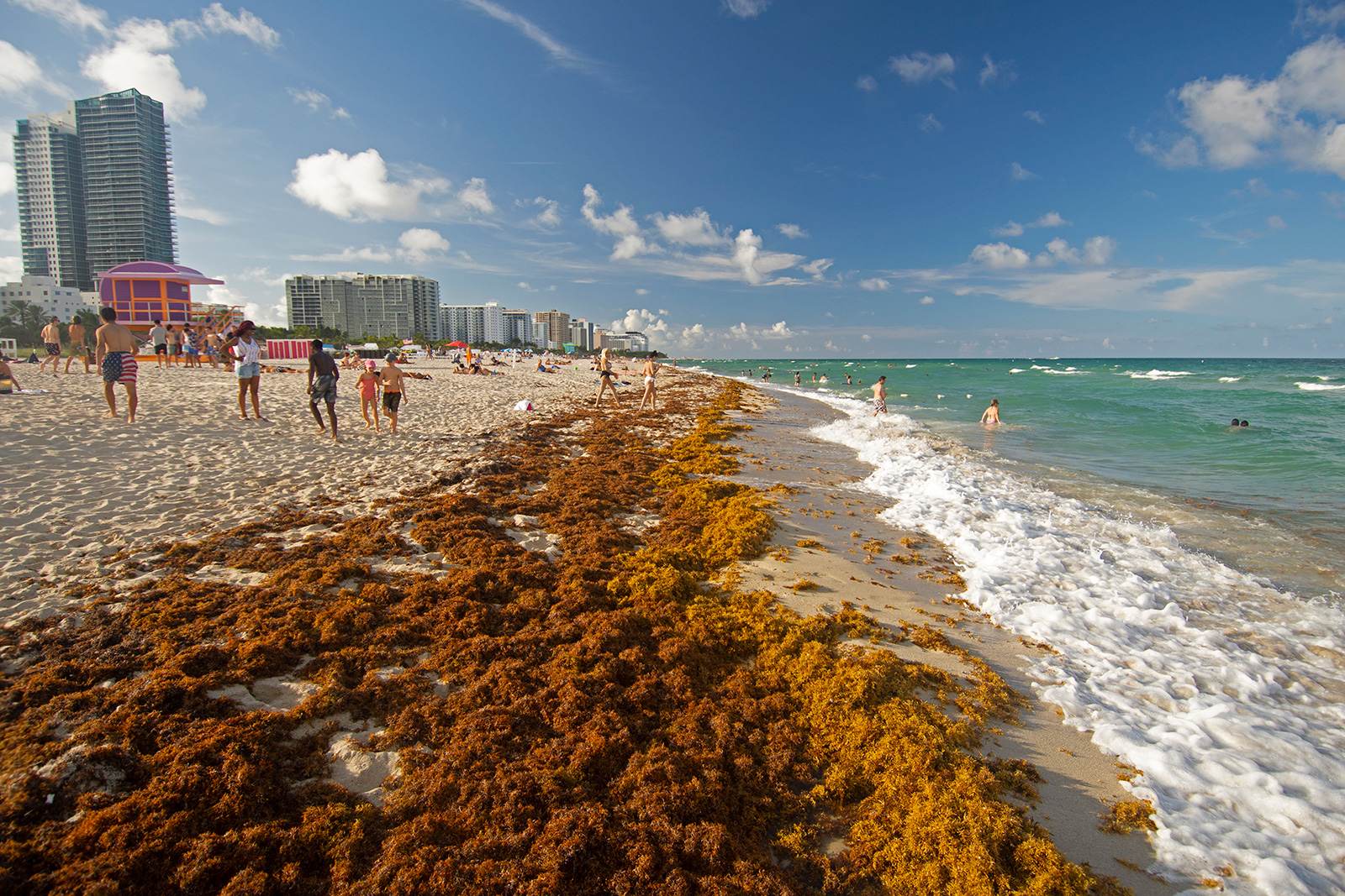 5,000-mile seaweed blob threatens Florida tourism industry - WSVN 7News ...