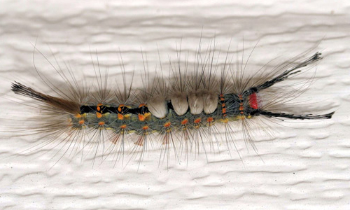 Experts say these caterpillars found in Florida have venomous hairs ...