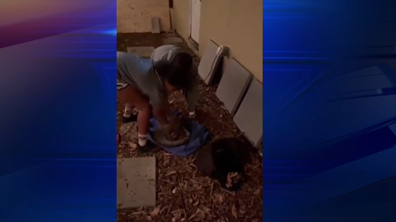 16 Year Old Girl Wrangles Python From Patio In Hollywood Wsvn 7news Miami News Weather