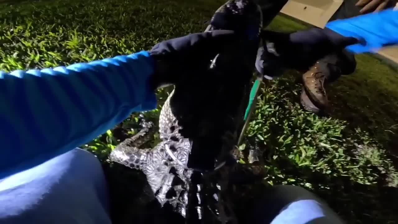 Wildlife control trappers capture alligator in Cutler Bay - WSVN 7News ...